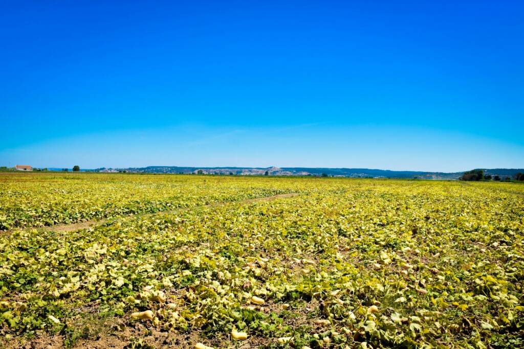 Rush Farms – Rush Group